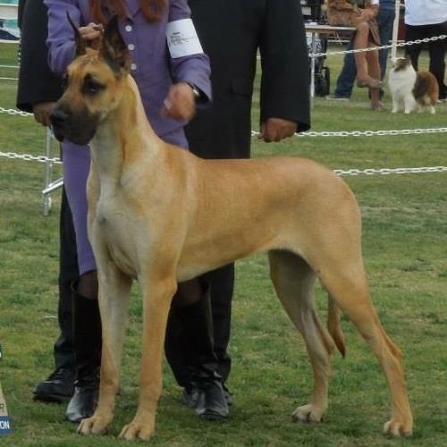 Hardy KMA Great Danes & CH Custom Design Cool Coats - Home